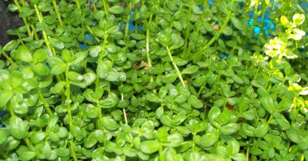 Rau đắng đất phát triển trên con đường chung – Con đường sức khỏe xanh