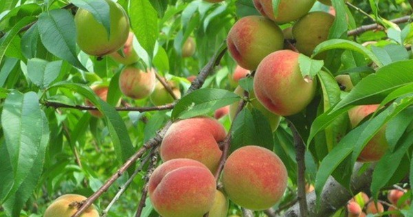 Trái đào - có phải tiên dược?